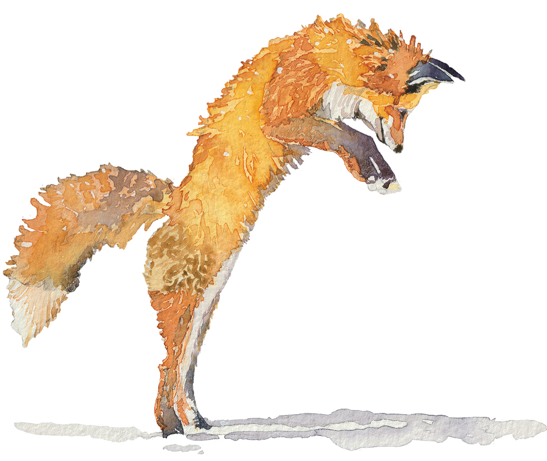 critterstory - McCall Idaho, Let's Go!