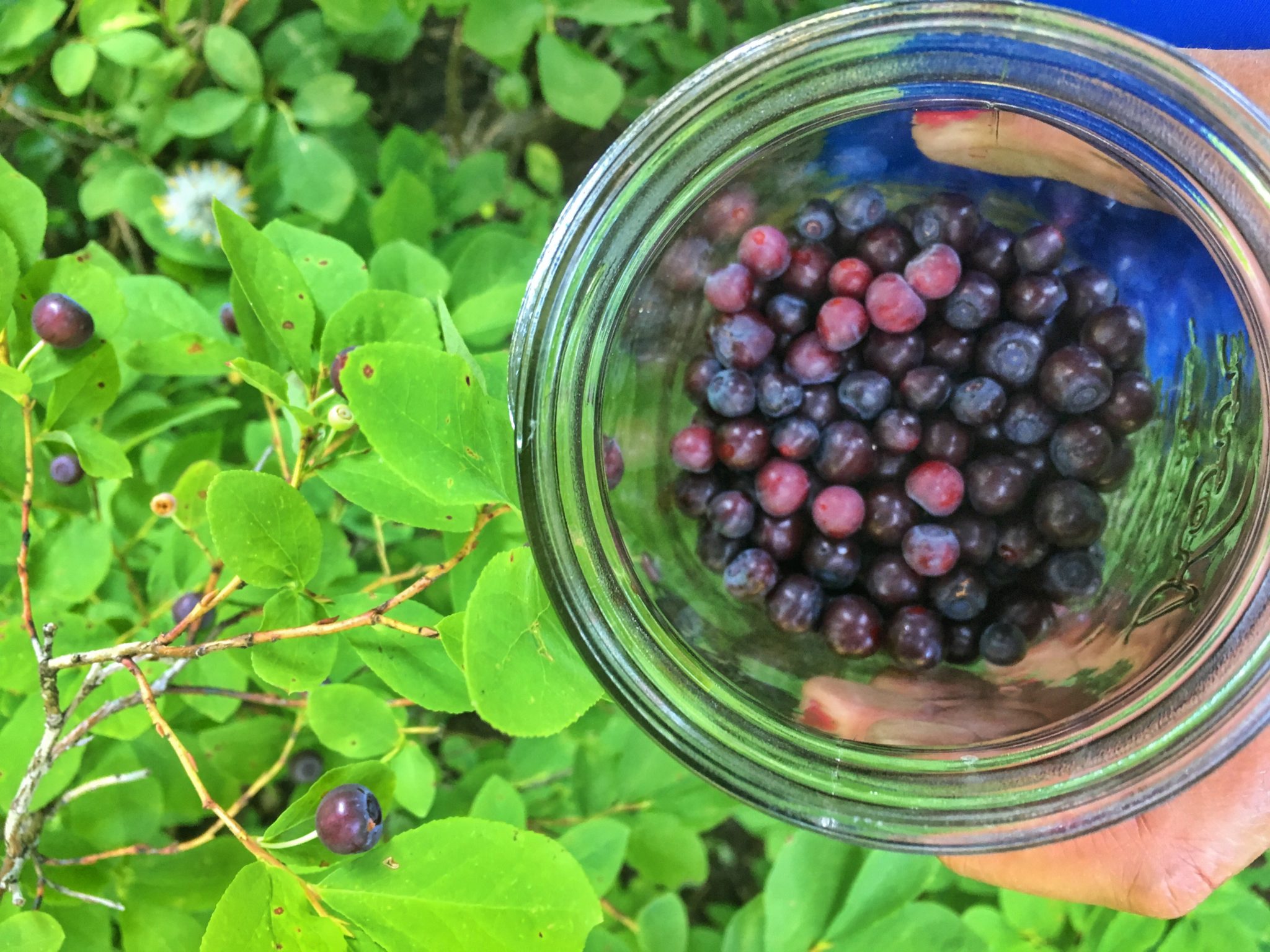 Huckleberry Fever - McCall Idaho, Let's Go!