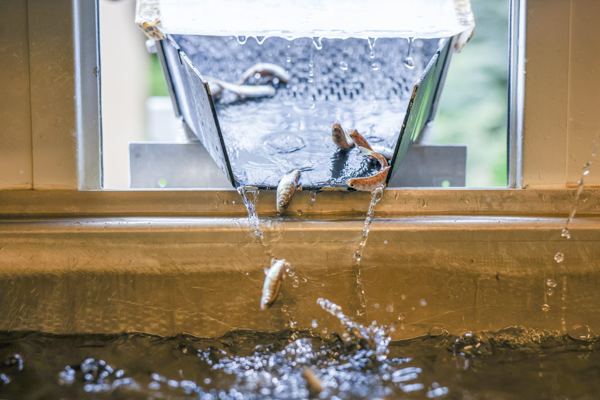 Feeding the Future: McCall Fish Hatchery - McCall Idaho, Let's Go!