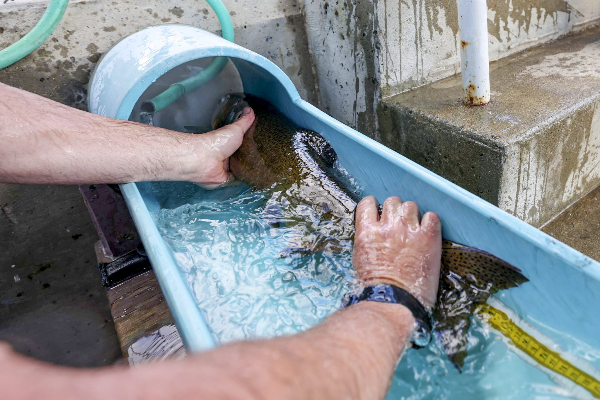 Feeding the Future: McCall Fish Hatchery - McCall Idaho, Let's Go!