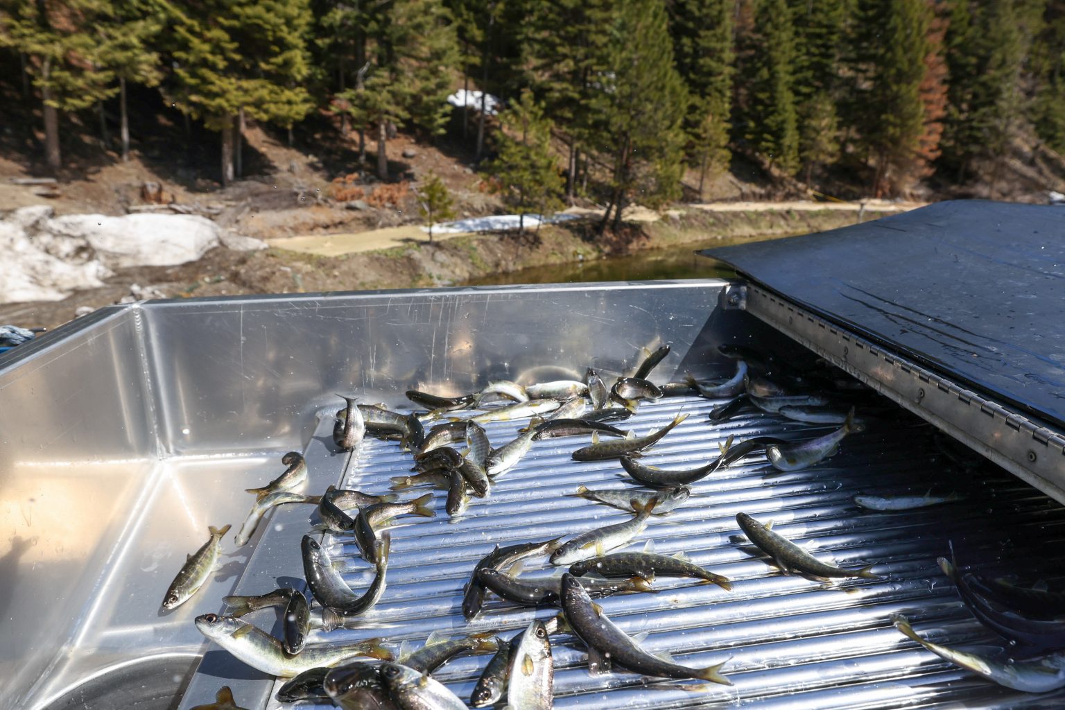 Feeding the Future: McCall Fish Hatchery - McCall Idaho, Let's Go!